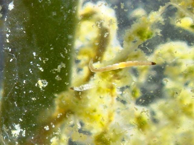 変な虫が発生しました : 昆虫ブログ むし探検広場 変な虫が発生しました : 昆虫ブログ むし探検広場