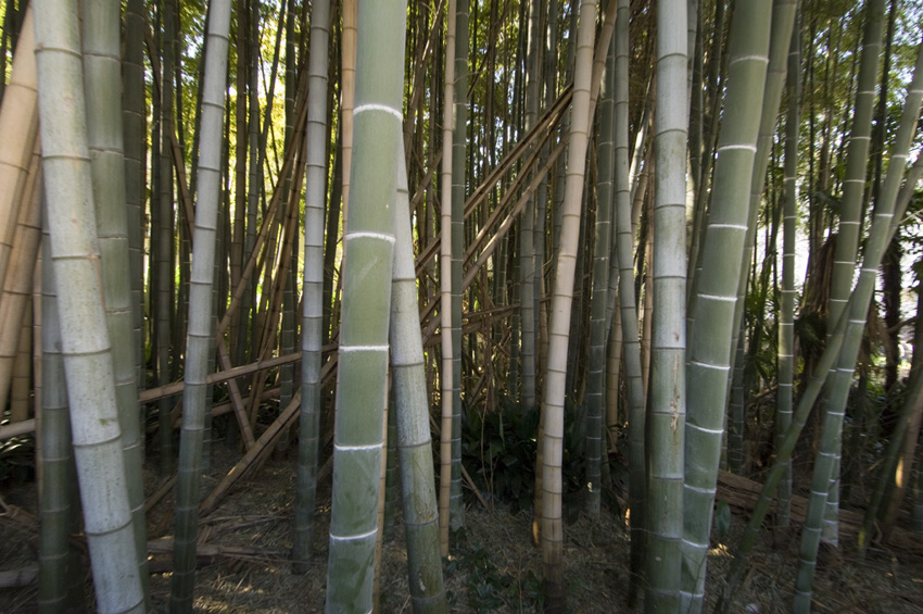 八幡の薮知らず : 平賀仙右衛門の日記