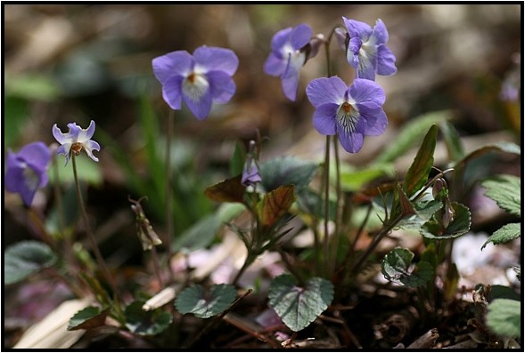 タチツボスミレの仲間達 : 野草風薫
