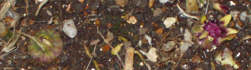 ミニチュアだった東の果ての『ラフレシア』 : Hey! Manbow