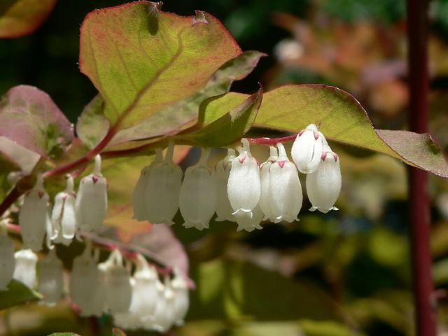 捩木（ネジキ） : 花の仲間調べ
