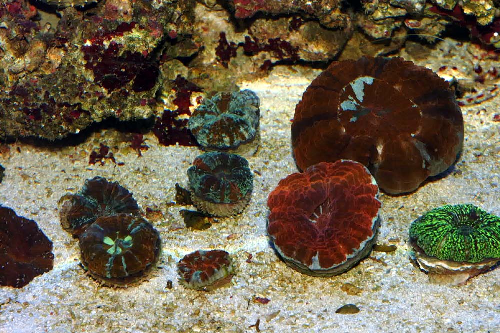 アザミハナガタサンゴいきなりセールです。 : 海水魚専門店 海水魚販売 ＜ティアラ横浜店＞