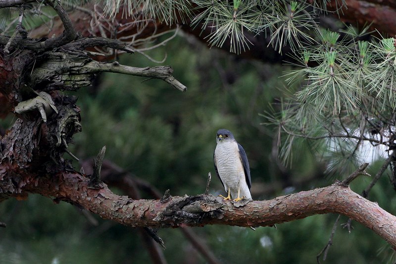 ツミ♂ : Sakuの野鳥フォトアルバム