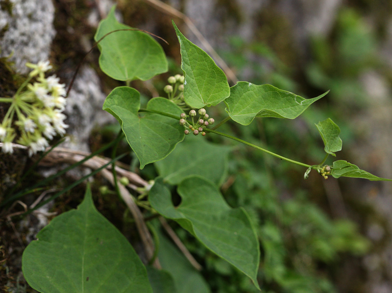 イケマ : 鳥平の自然だより（植物編）