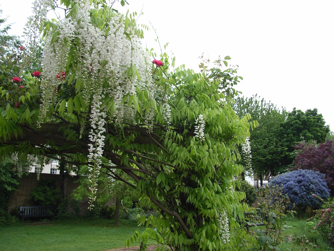 Culpeper Community Garden カルパー・コミュニティー・ガーデン : HAPPY♪ London Life