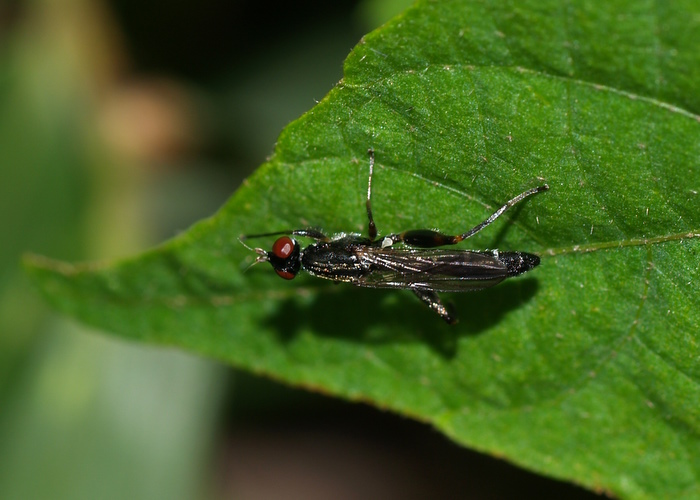 クロフトモモホソバエ（クロモモブトホソバエ） : ゆきだより。。日々つれづれ
