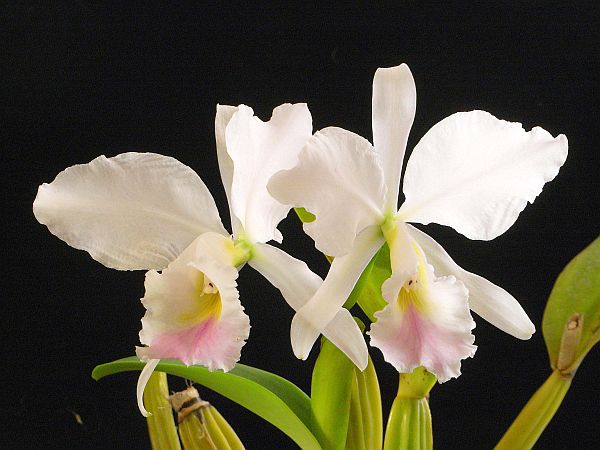 C.labiata amoena : Orchid midori