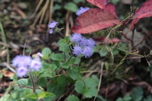 2008年11月の庭 : 世話要らずの庭