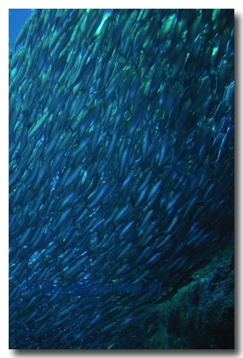 江ノ島水族館にて............... ☆ 2008.11.26.（水）☆ : 魚屋三代目日記