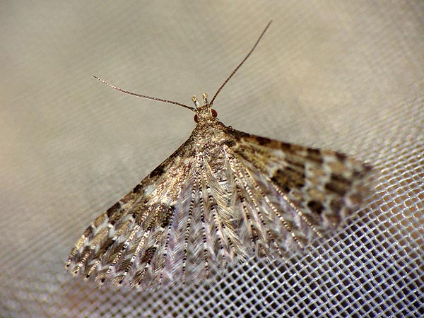 ヤマウスバフユシャク : 一寸の虫にも五分の魂