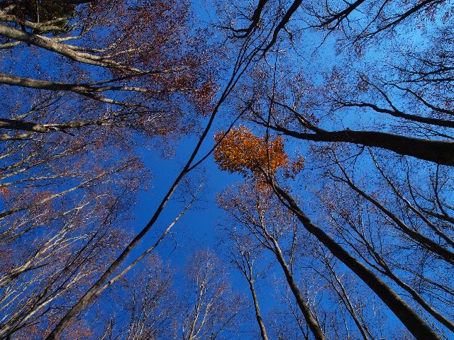 初冬の美人林、その3 : 松之山の四季2