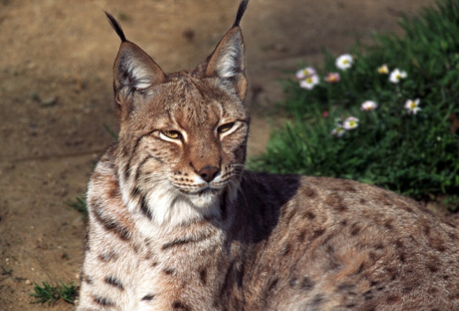生物 : 気になった まとめ