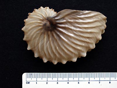 タコブネ : 福井の打上げ貝