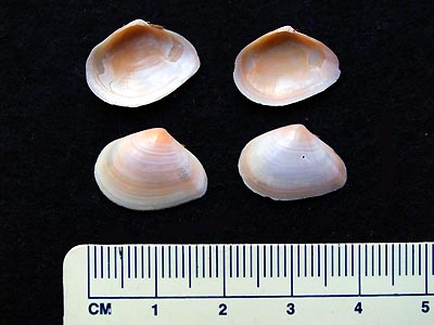 ユウシオガイ : 福井の打上げ貝