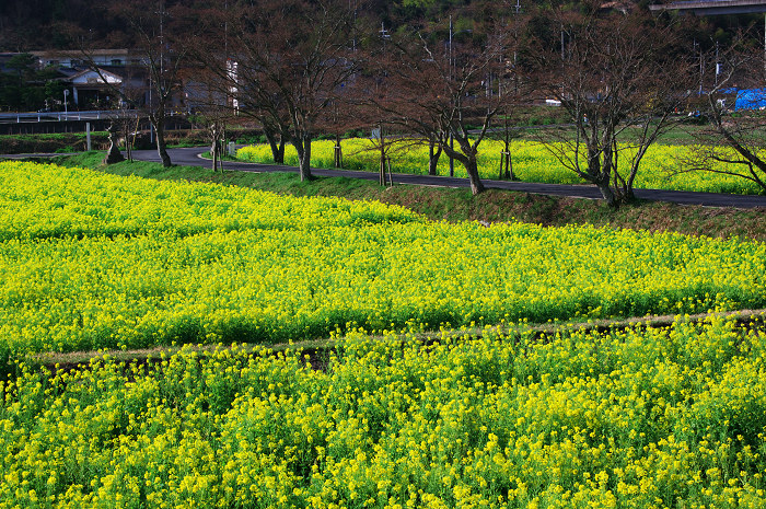 菜の花咲く頃（普賢寺） : 花景色－K.W.C. PhotoBlog