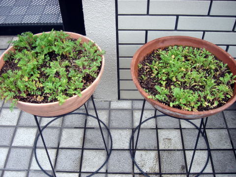 ワイルドポピーのつぼみ : 笑わせるなよ泣けるじゃないか