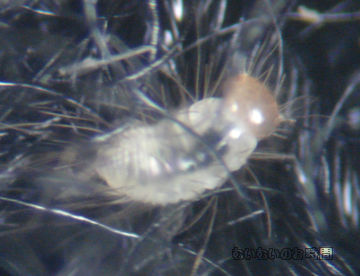 シロオビマルカツオブシムシ ～孵化！！～ : むいむいのお時間