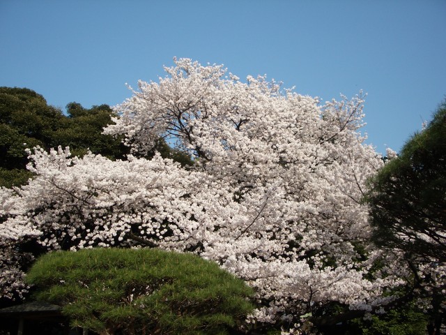 東京の桜も終わり... : ヨーロッパ映画を観よう！