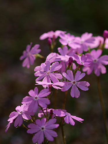 さくらそう…（1） : 花ごよみ～山野草に魅せられて～