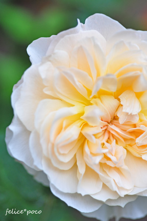 Mary Magdalene : felice*poco