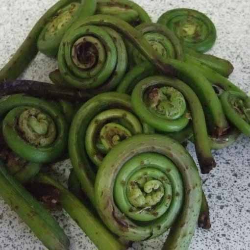 fiddlehead : 風のたより