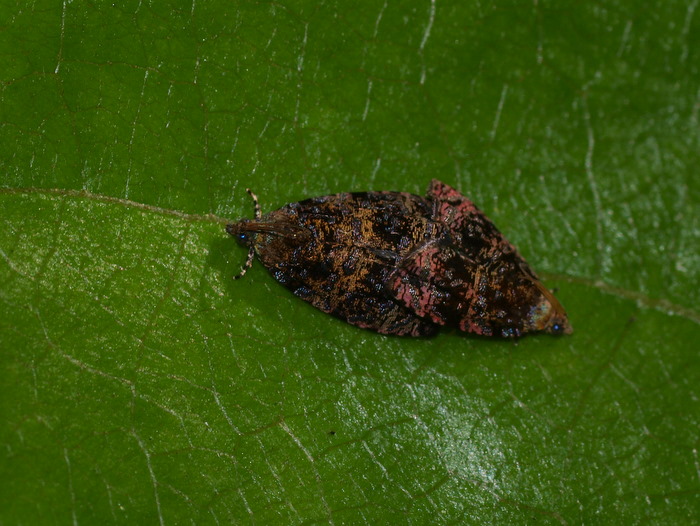 サッポロヒメハマキ？ : ゆきだより。。日々つれづれ