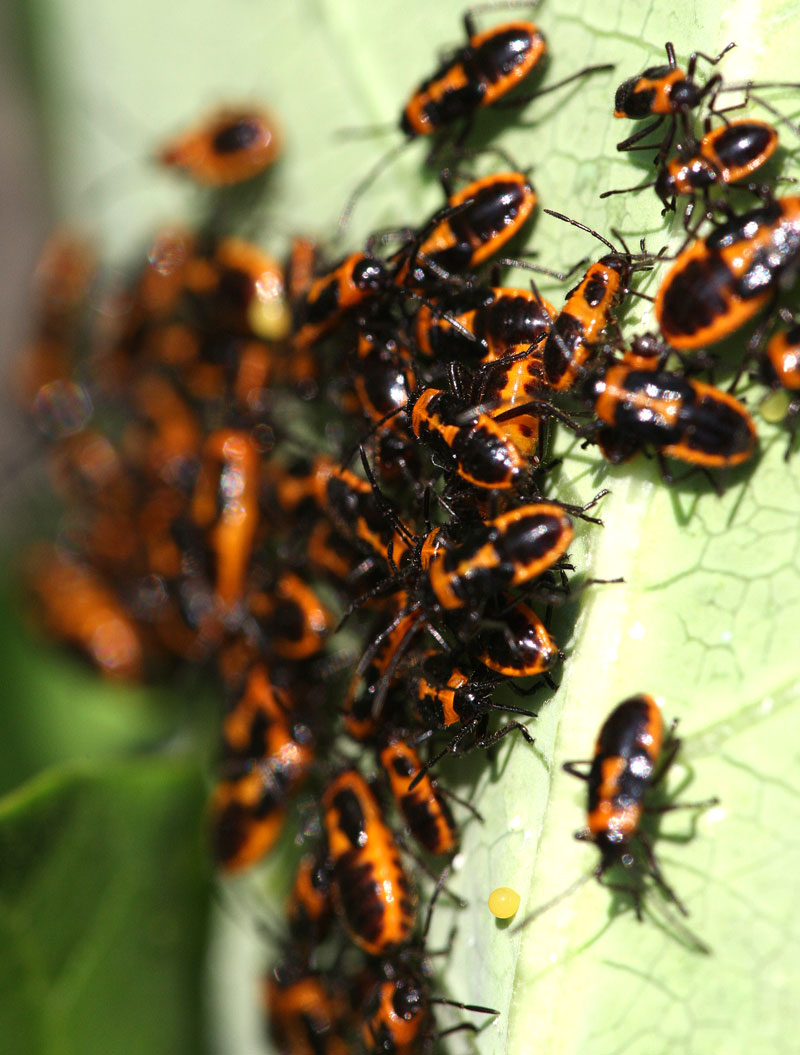 ジュウジナガカメムシ Tropicothrax cruciger ? : 鳥平の自然だより（動物編）
