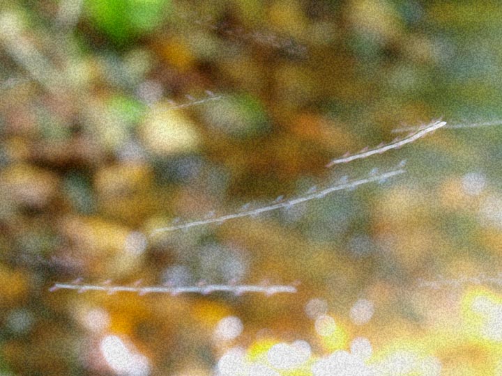 Flying Rods , SkyFish スカイフィッシュあらわるビデオ動画 : 北のフィールドノート