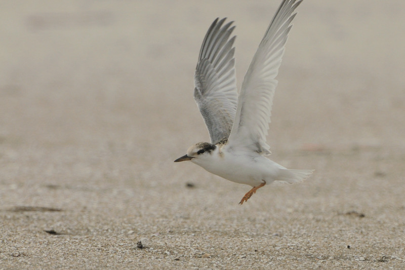 浜辺にてベニアジサシ、アジサシ、コアジサシ : 湘南BIRDER