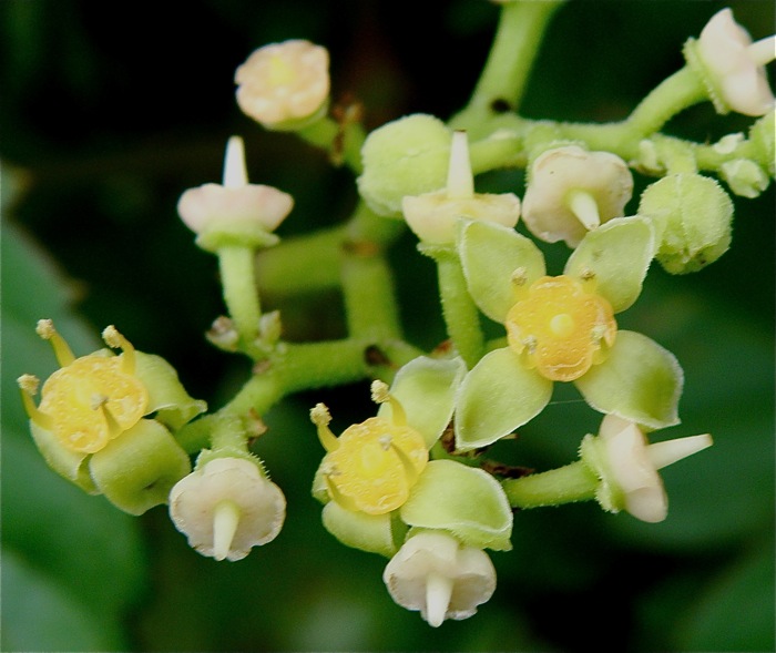 「幻の花弁」，ヤブガラシの花をみました : 楽餓鬼