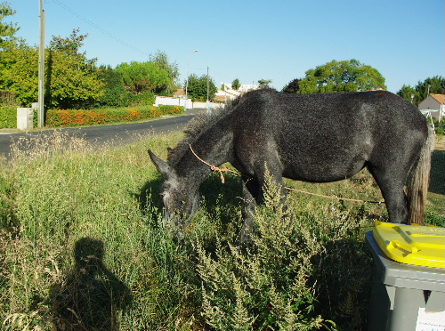 一家に一台、クロマニヨン。 : 『ココんちの (3+1)+(1+1+1) 猫と一犬のたわごと』 6 Pitchouns et 2 ...