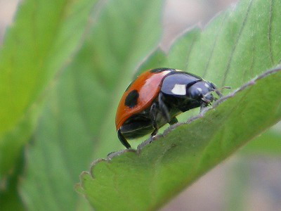 長良川付近にいた蝶とテントウムシ : 自然風の自然風だより