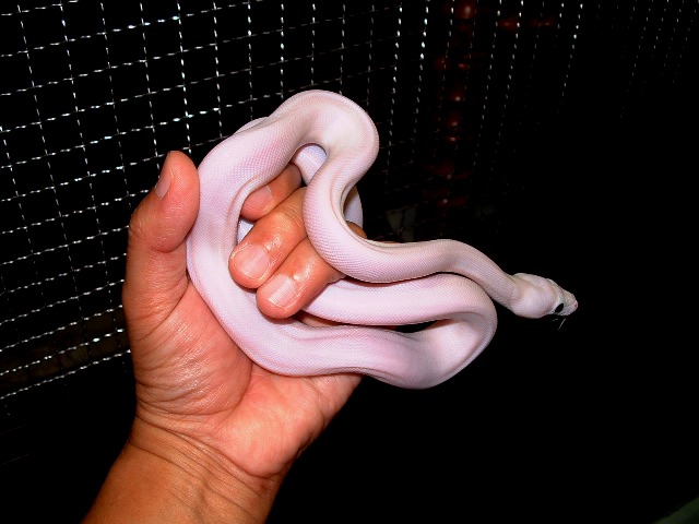 Leucistic Reticulated Python : ワニガメ生態研究所