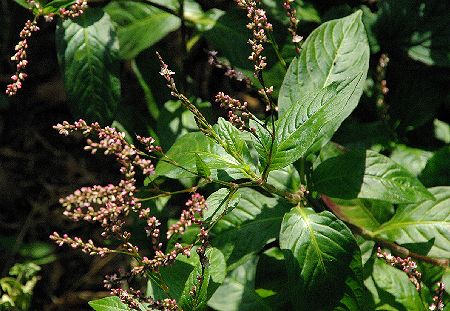 蓼藍 Polygonum tinctorium : No Blog,No Life!