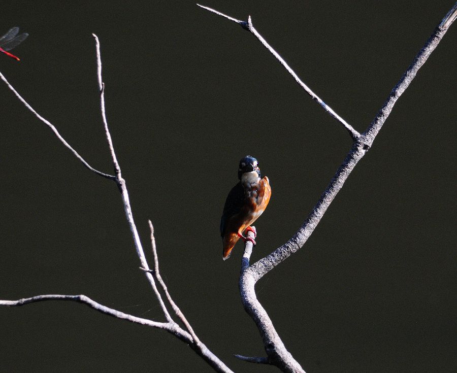 いよいよカワセミシーズン開幕か♪ : 『私のデジタル写真眼』
