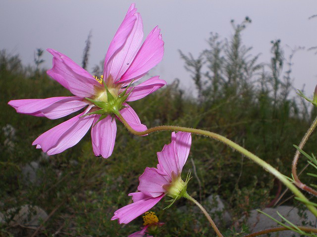 コスモスとカワラハハコと・・・・・♪ : 自然風の自然風だより