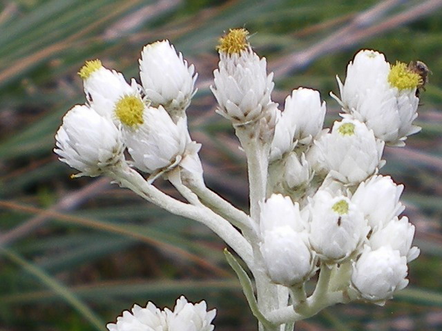 河原母子（カワラハハコ） : 自然風の自然風だより