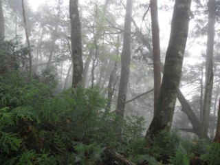 763 きのこ狩り : 植野稔の自然遊悠学 イワナだ！ ヤマメだ！ 山菜だ！ きのこだ！！