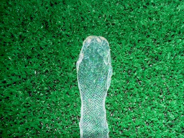 Leucistic Reticulated Pythonその5 : ワニガメ生態研究所