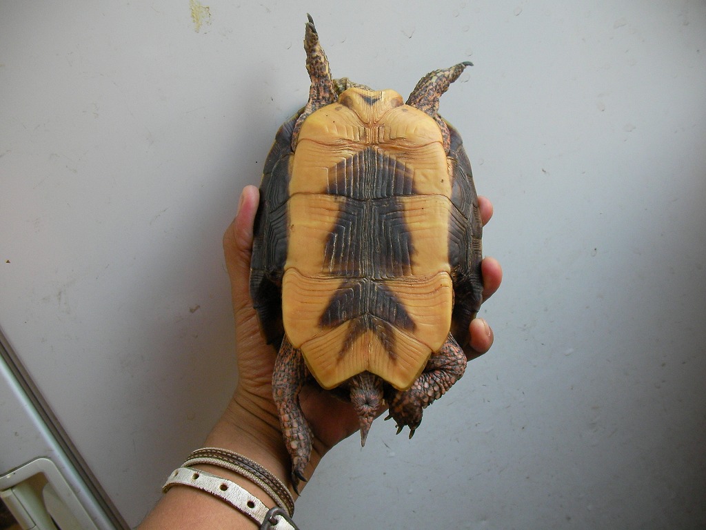 Mexican Spotted Wood Turtle again!!!!! : みなと店発！ペポニまねーじゃーブログ。