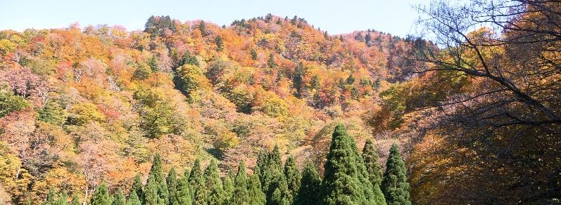 紅葉が見ごろの氷ノ山 : デジの目