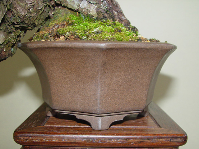 絶品!五葉松懸崖 : Bonsai-Master.com 絶品!五葉松懸崖 : Bonsai-Master.com