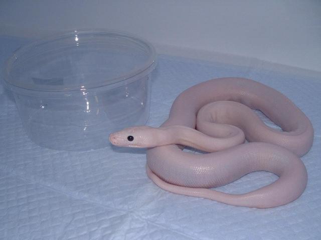 Leucistic Reticulated Pythonその6 : ワニガメ生態研究所