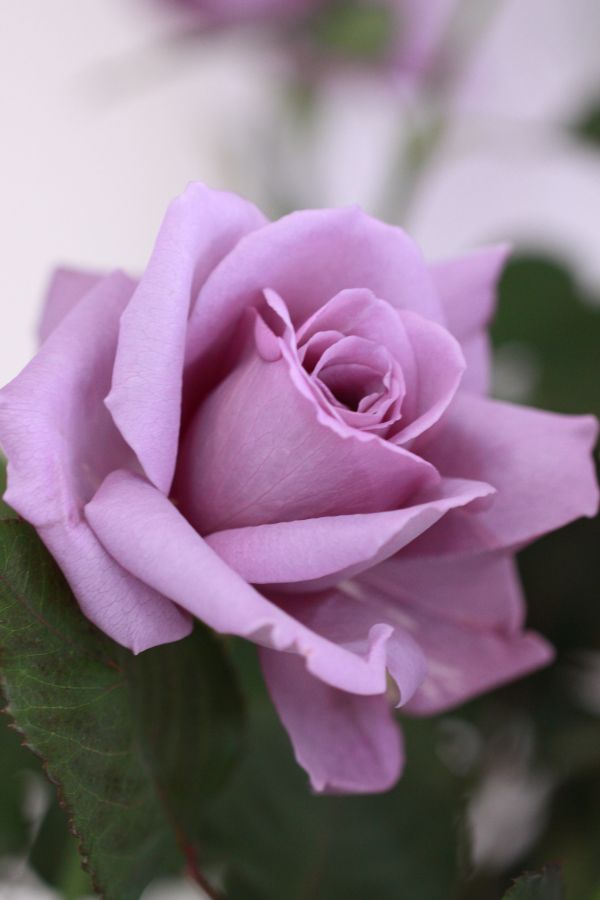 青いバラ Blue Rose ”APPLAUSE” : Photo blog of PEC