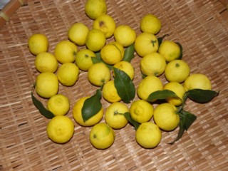 811 ユズ蜂蜜漬け : 植野稔の自然遊悠学 イワナだ！ ヤマメだ！ 山菜だ！ きのこだ！！