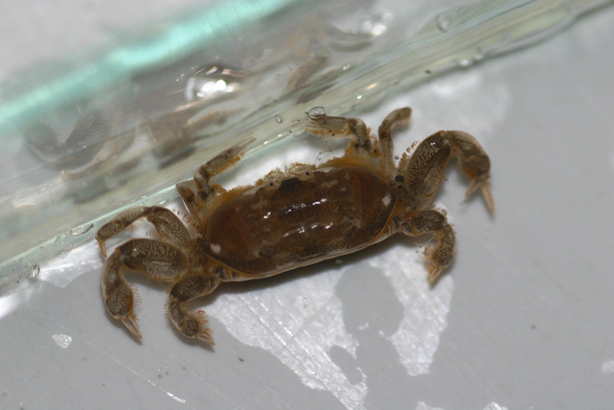 まんま : 真人屋 本店