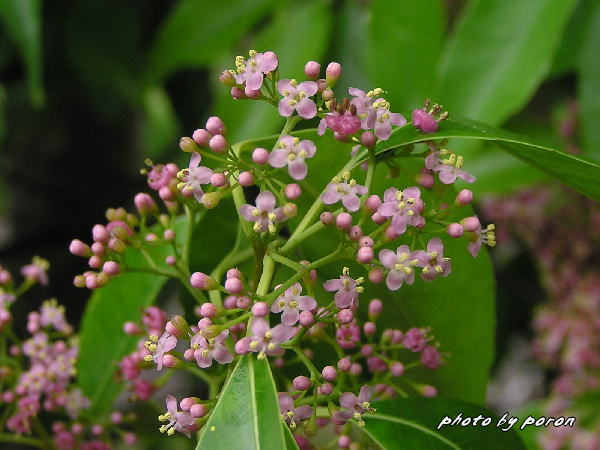 ナナミノキの果実が真っ赤になってきました。 : デジカメ散歩悠々