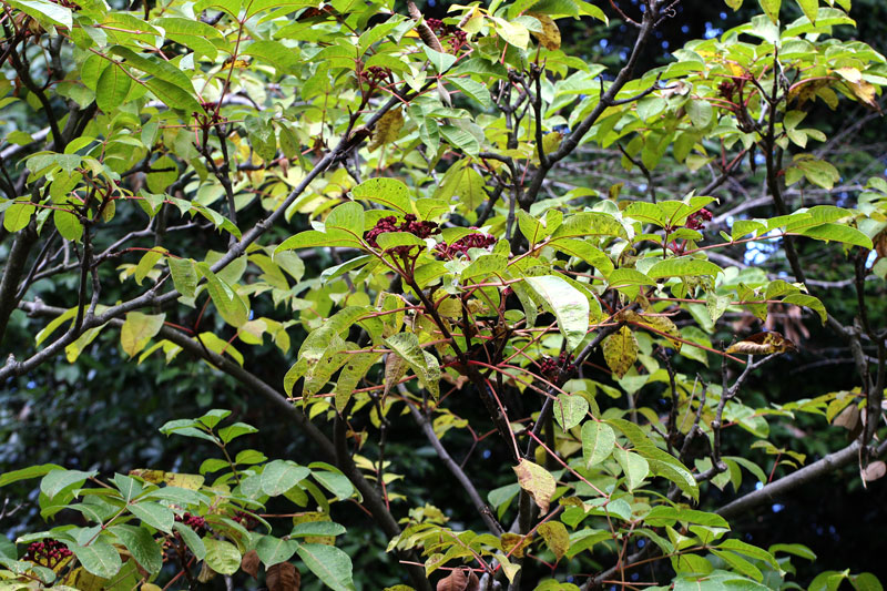 ゴシュユ Evodia rutaecarpa : 鳥平の自然だより（植物編）