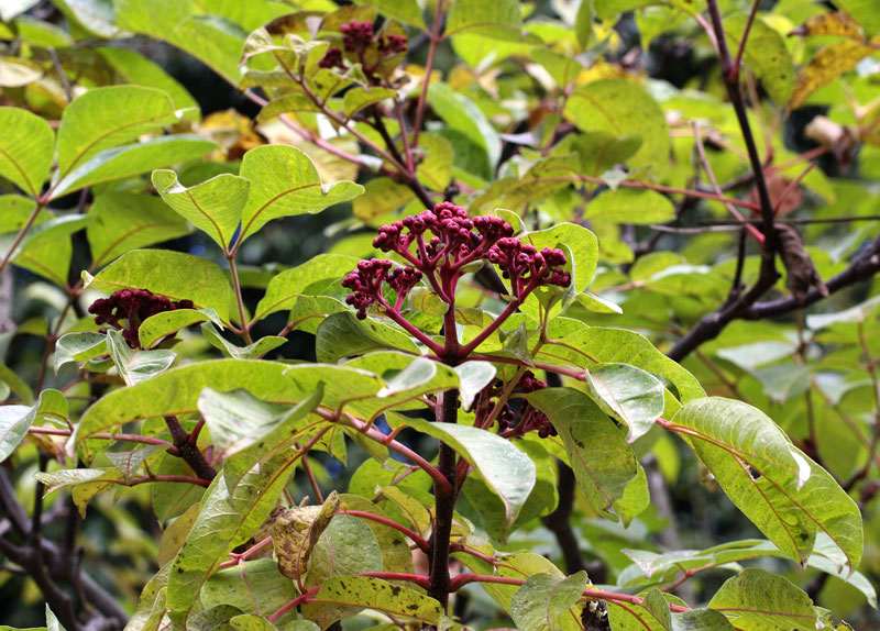 ゴシュユ Evodia rutaecarpa : 鳥平の自然だより（植物編）