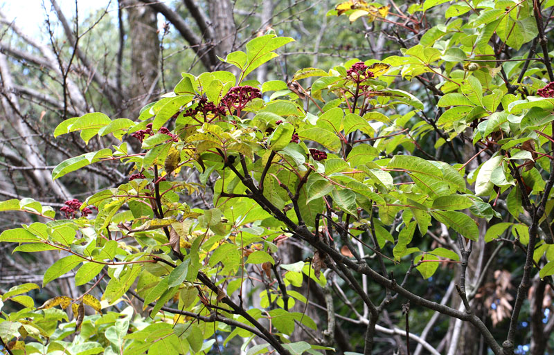 ゴシュユ Evodia rutaecarpa : 鳥平の自然だより（植物編）